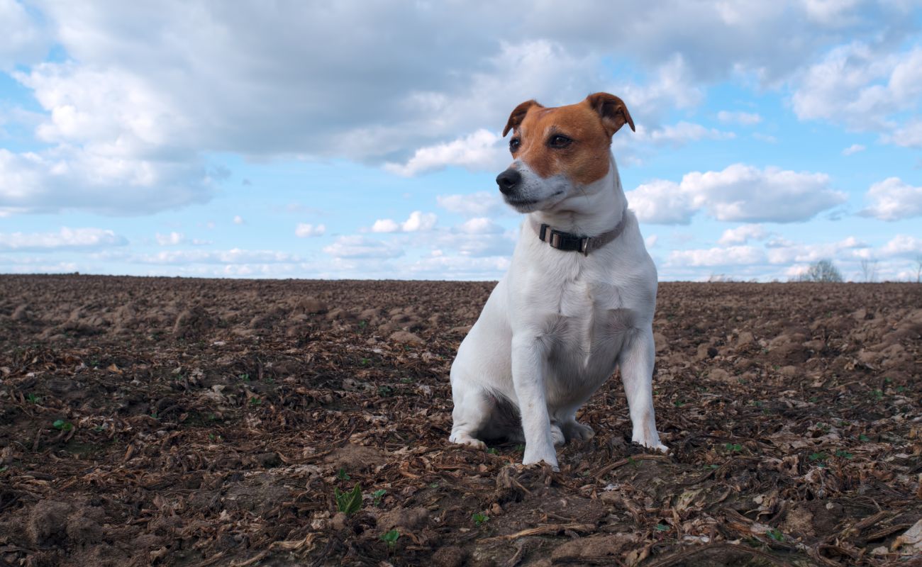 How To Train A Jack Russell Terrier - 6 Tips - Smart Dog Learning