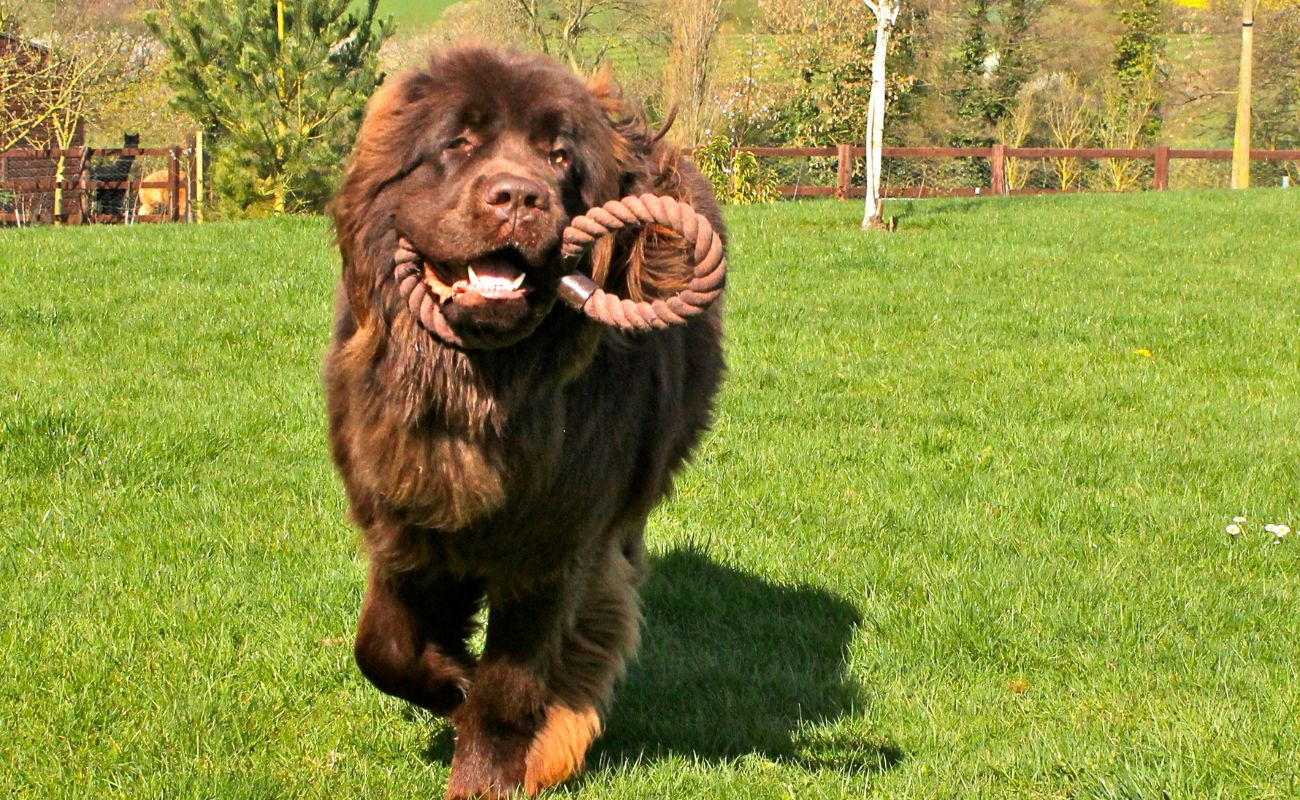 How to Train Your Newfoundland: 6 Tips for Taming the Gentle Giant ...