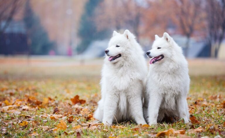 How to Train Your Samoyed: 6 Tips for Handling the Fluffy Ball of ...