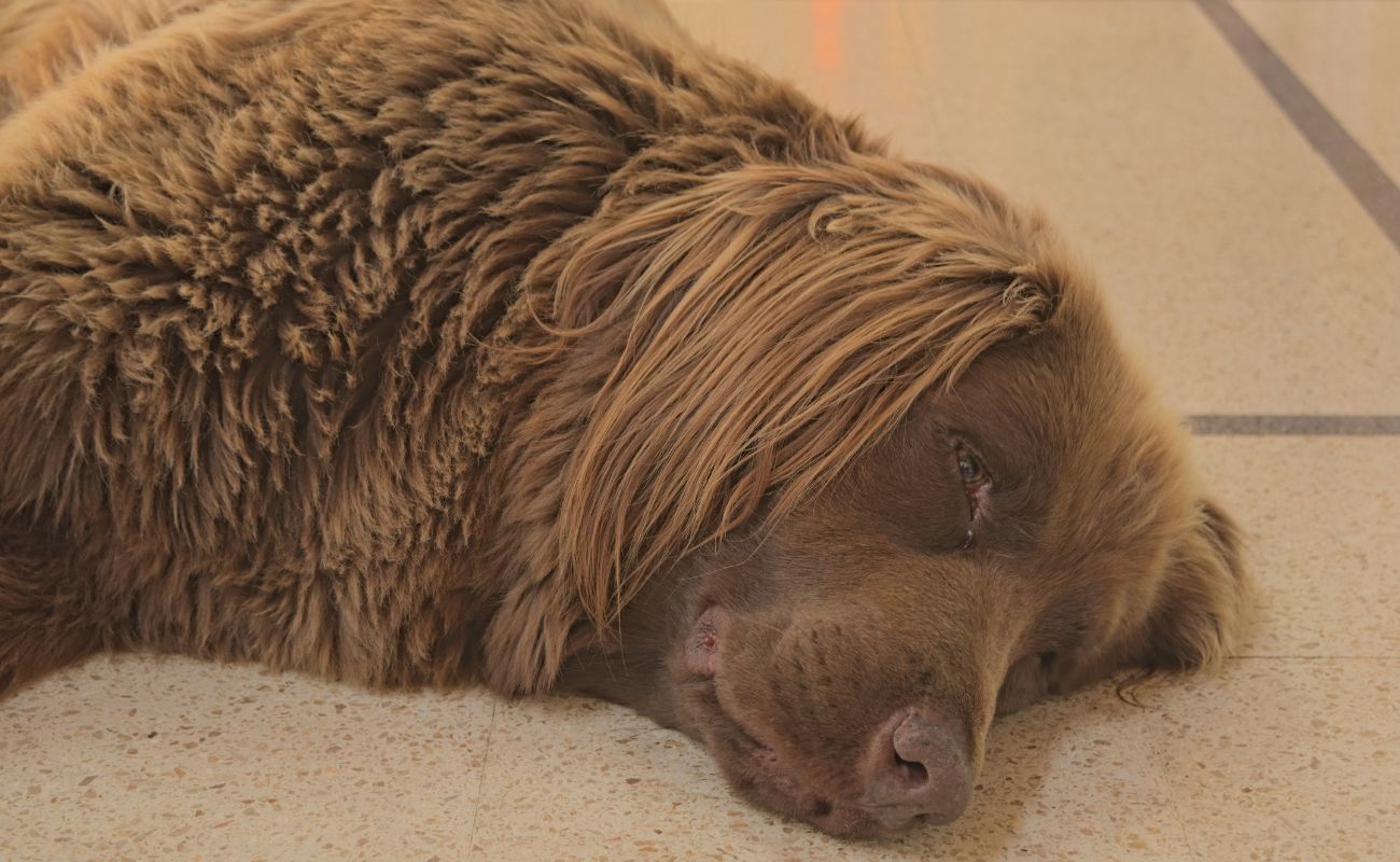 How to Train Your Newfoundland: 6 Tips for Taming the Gentle Giant ...