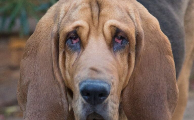How to Train Your Bloodhound: 6 Tips for Handling the Nose That Knows ...