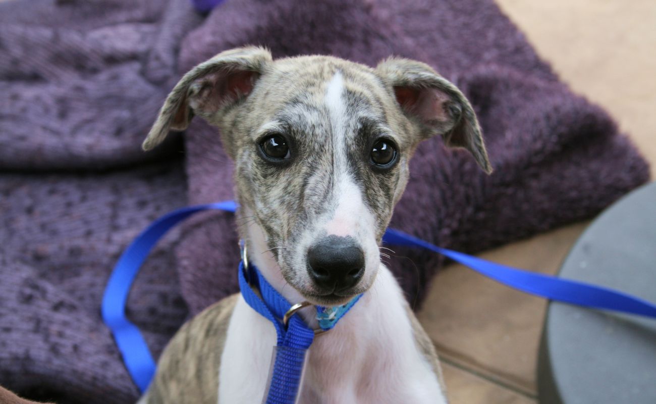 How to Train Your Whippet: 6 Tips for Taming the Speedy Sweetheart ...