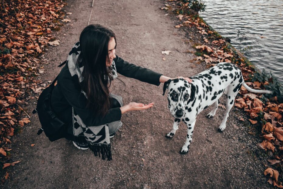 How to Train Your Dalmatian - Smart Dog Learning