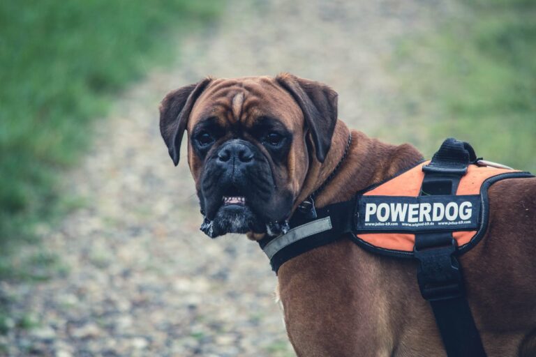 How To Train A Boxer Dog - Smart Dog Learning