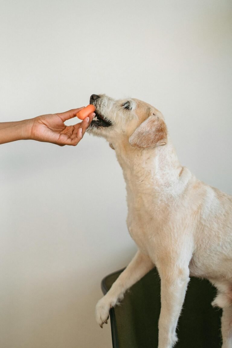 Can Dogs Eat Human Food? - Smart Dog Learning