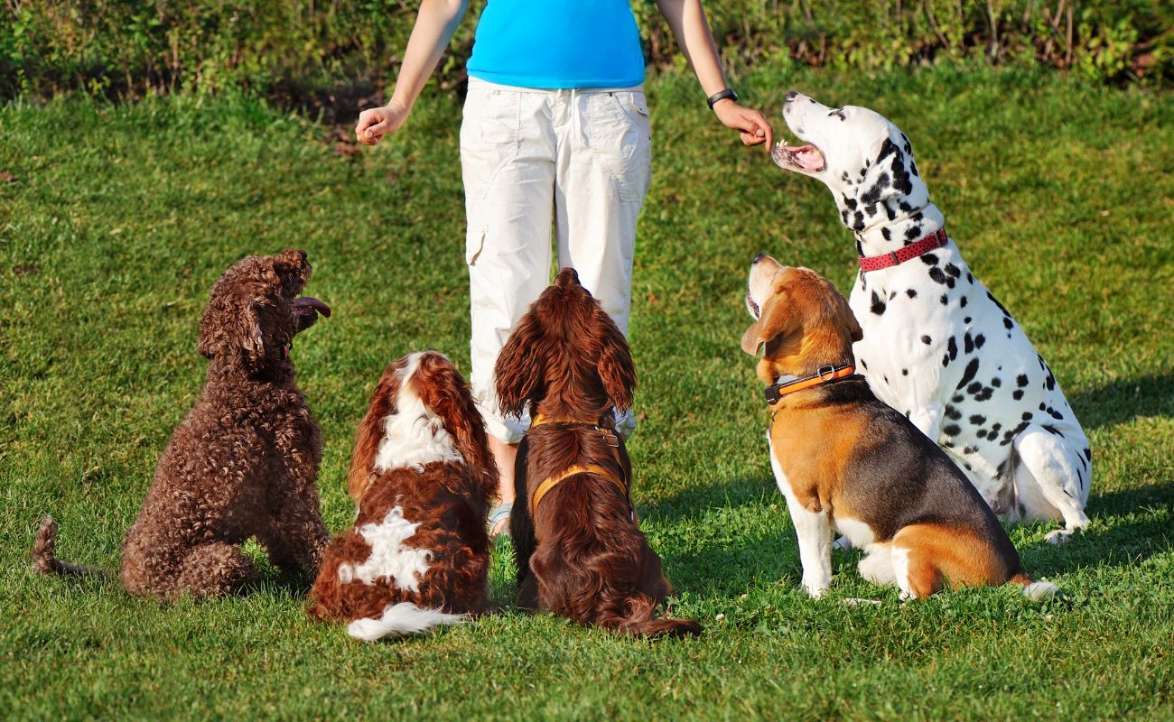 7-Day Dog Training Plan: A Simple Guide to Get Your Dog On Track