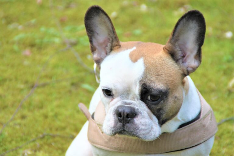 150+ Frenchie Captions For Insta - Smart Dog Learning