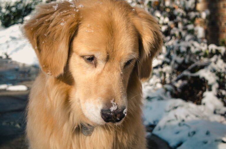 How to Train a Stubborn Golden Retriever: Pro Tips - Smart Dog Learning