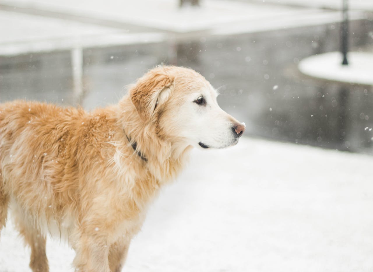 How to Train a Stubborn Golden Retriever: Pro Tips - Smart Dog Learning