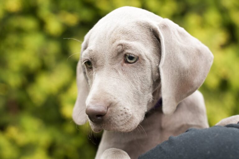 How to Train a Stubborn Dog: Pro Tips - Smart Dog Learning