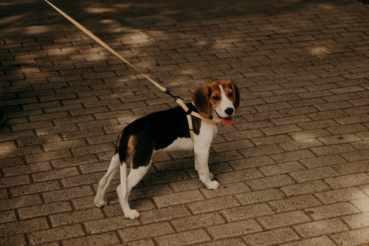 How to Be a 10/10 Beagle Owner 🐾 - Smart Dog Learning
