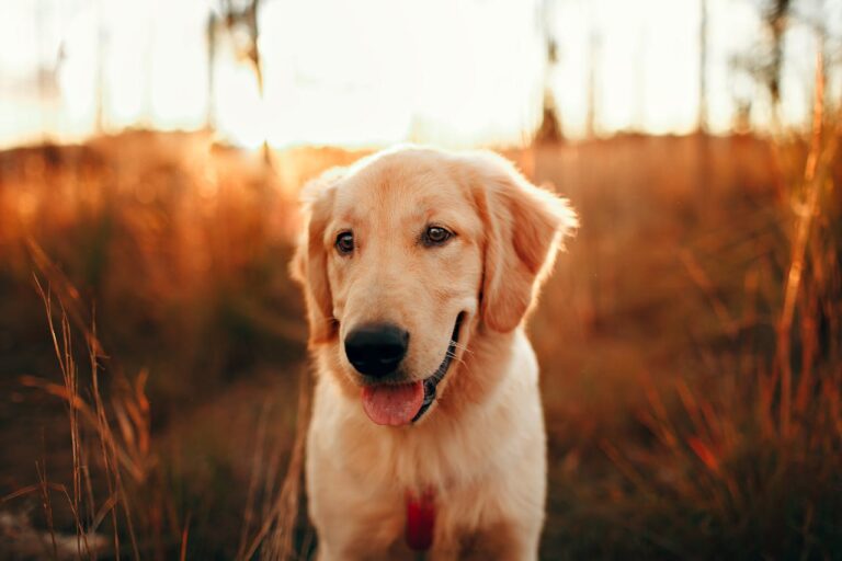 How to Train a Stubborn Golden Retriever: Pro Tips - Smart Dog Learning
