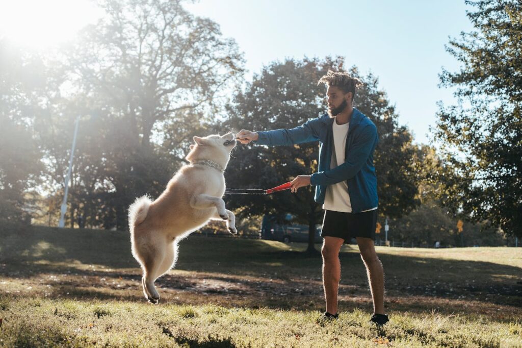 6 Tips for Successful Dog Obedience Training - Smart Dog Learning