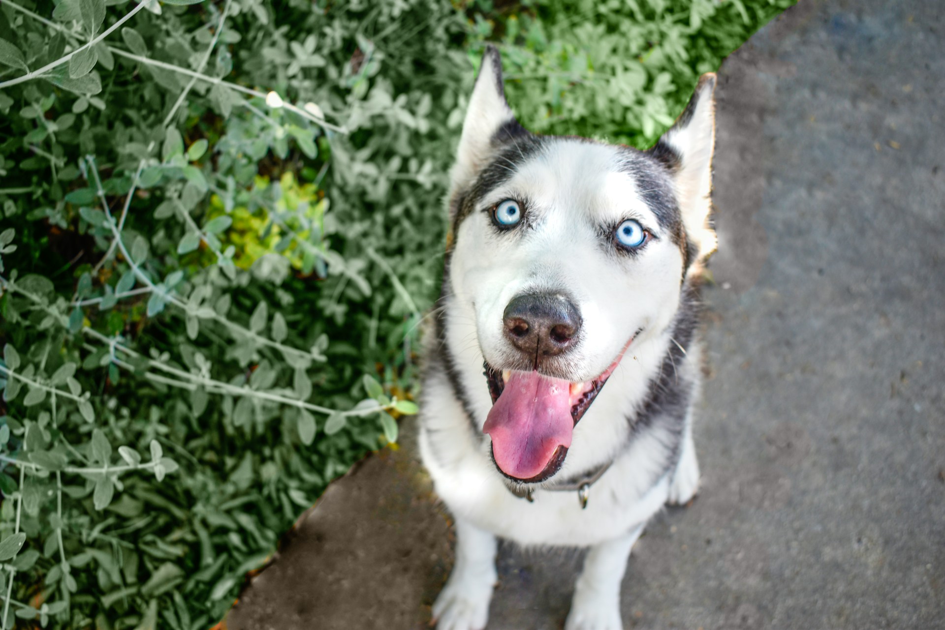 4 Steps to Teach Your Dog to Give You a High-Five - Smart Dog Learning