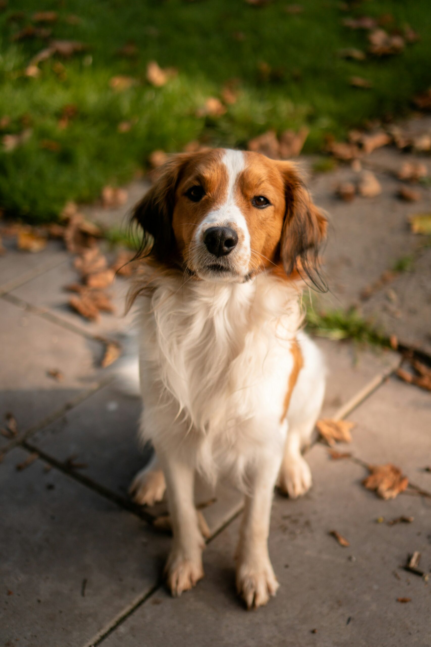 4 Steps to Teach Your Dog to Give You a High-Five - Smart Dog Learning