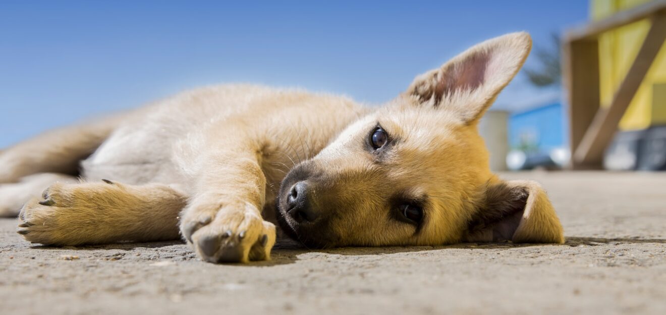 5 Steps to Teach Your Dog to Roll Over - Smart Dog Learning