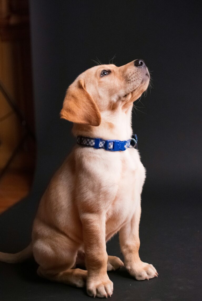 How to Teach Your Dog to Sit - Smart Dog Learning
