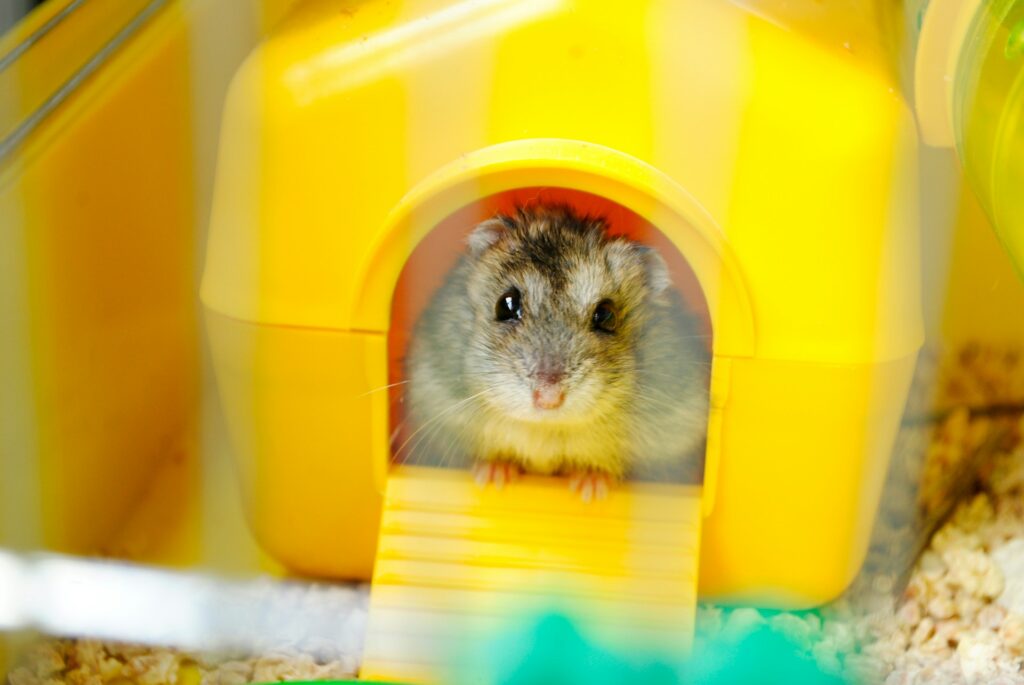 Hamsters vs. Guinea Pigs: Which Pet Is Right for You? - Smart Dog Learning