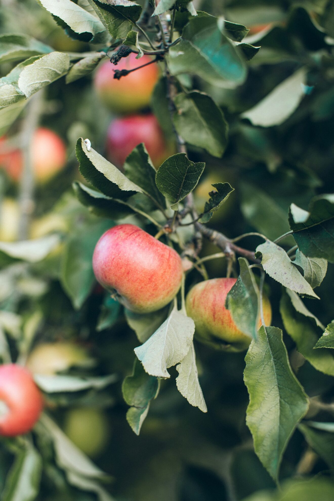 Can Dogs Eat Apples? - Smart Dog Learning