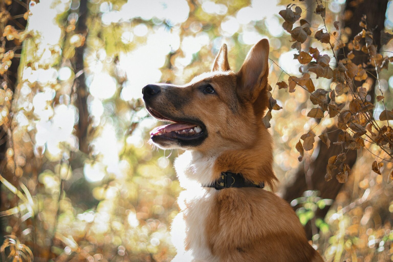 7 Dog Recall Training Tips to Turn ‘Come Here’ Into a Sure Thing ...