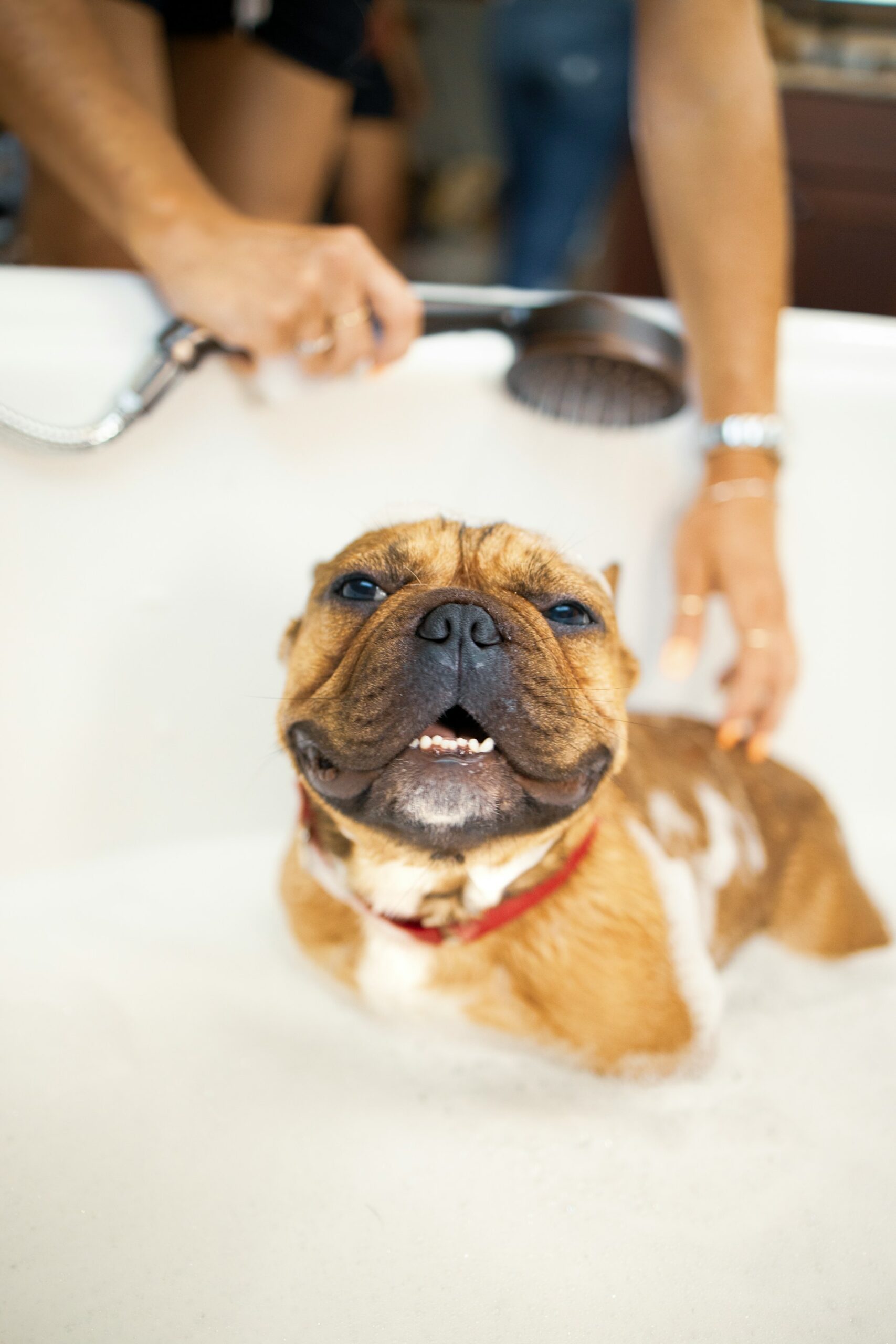 DIY Natural Dog Shampoo Using Ingredients You Already Have at Home