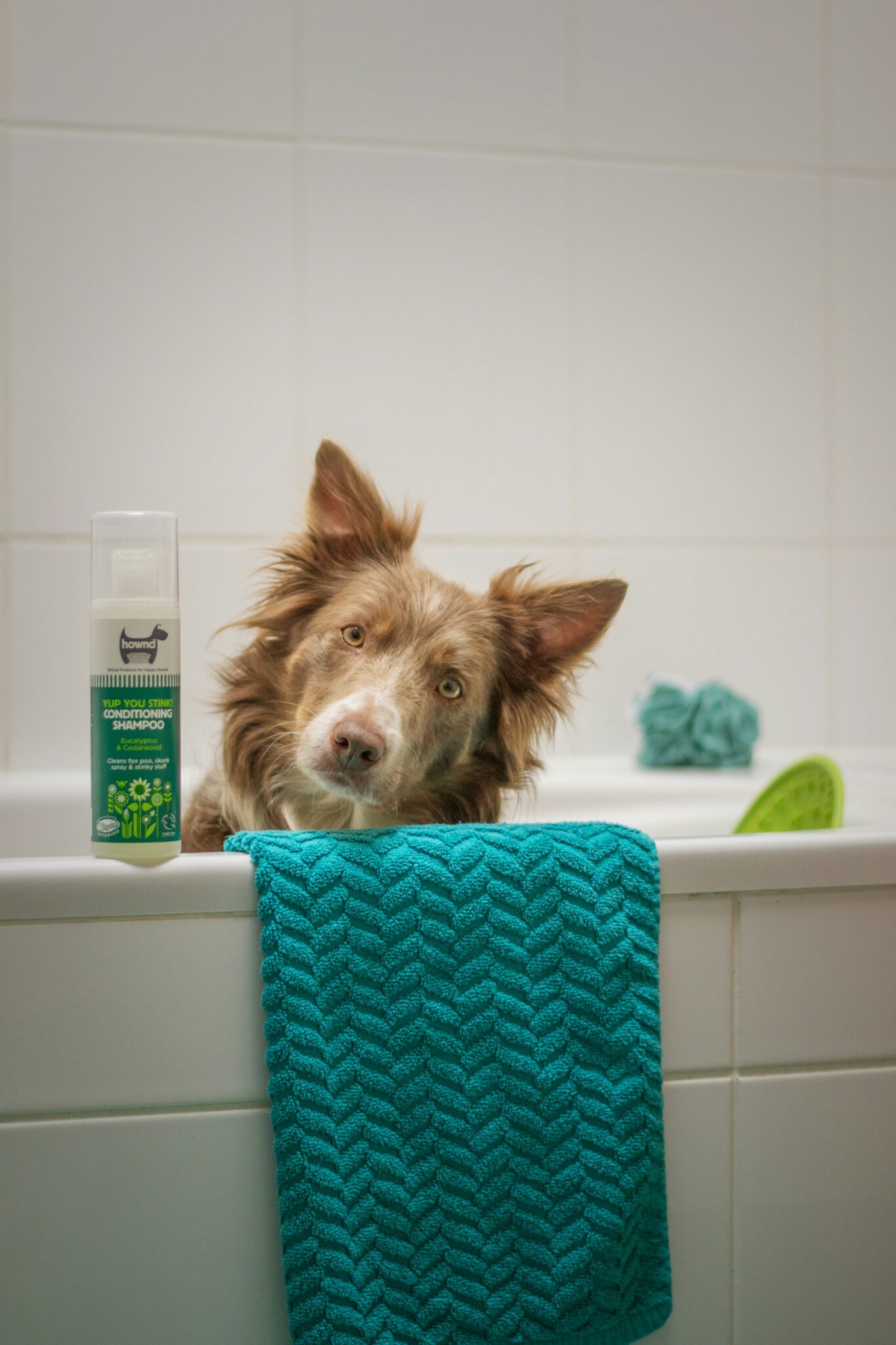 DIY Dog Perfume: Make Your Pup Smell Like a Spa Day - Smart Dog Learning