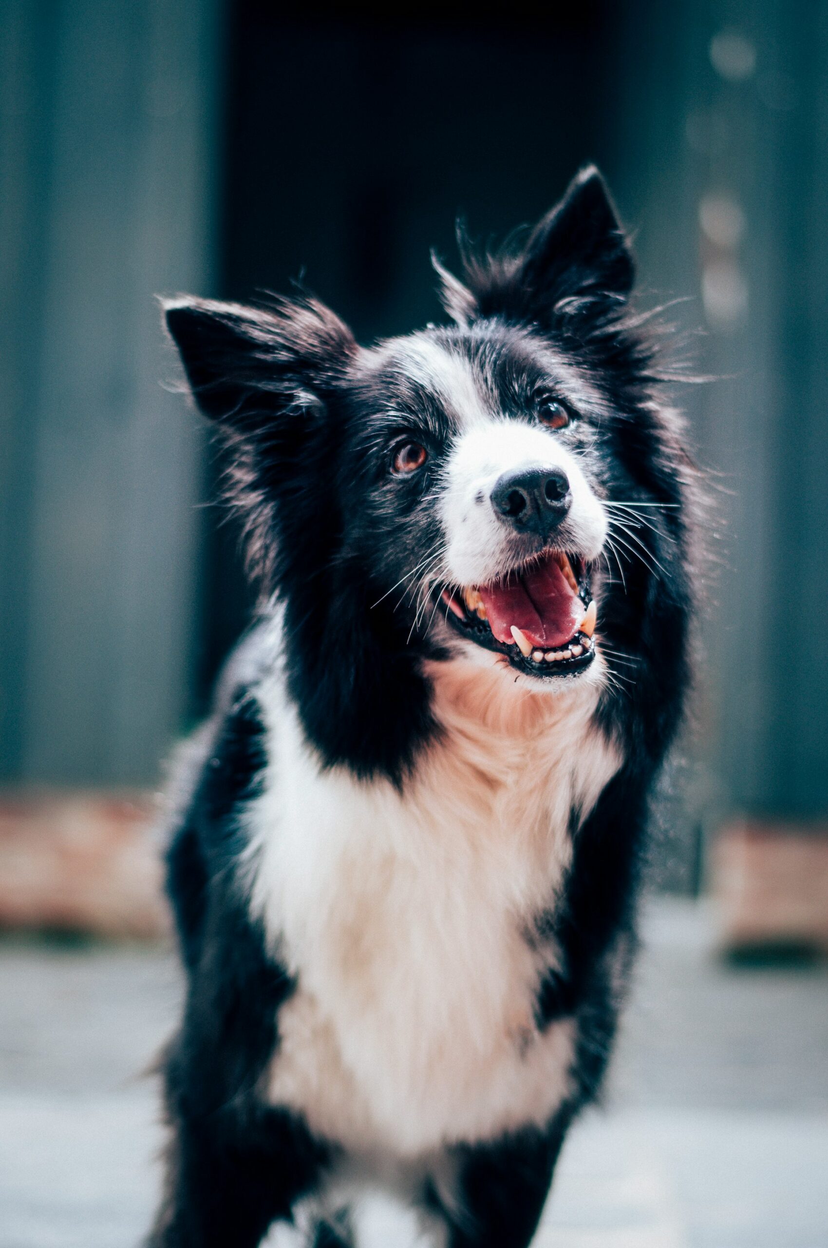 5 Must-Have Crystals for Dogs (For Pawsitive Vibes)