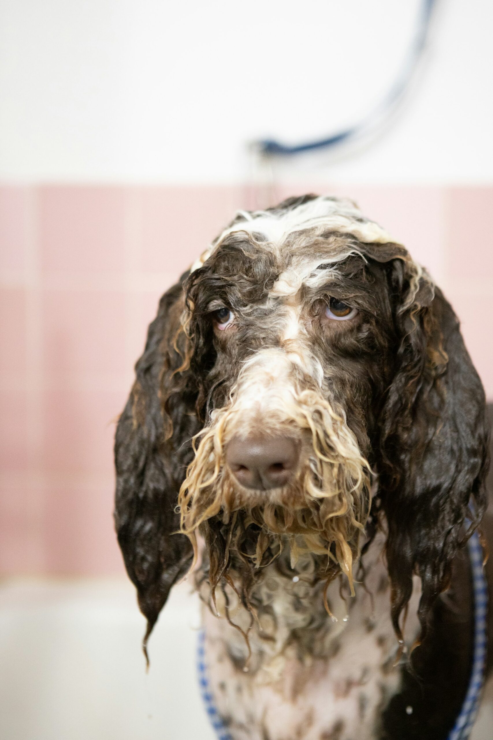 DIY Dog Perfume: Make Your Pup Smell Like a Spa Day - Smart Dog Learning