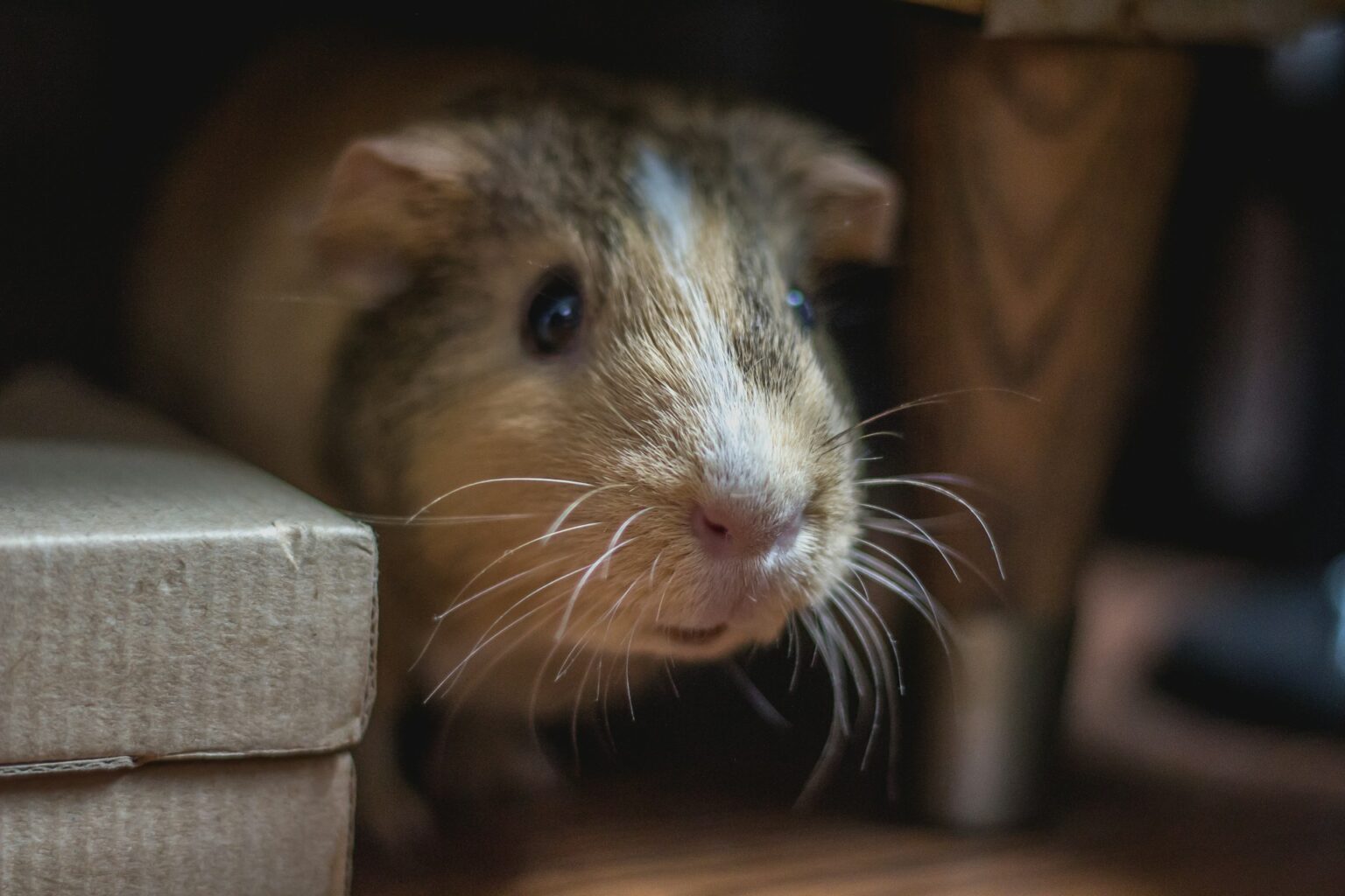 Hamsters vs. Guinea Pigs: Which Pet Is Right for You? - Smart Dog Learning