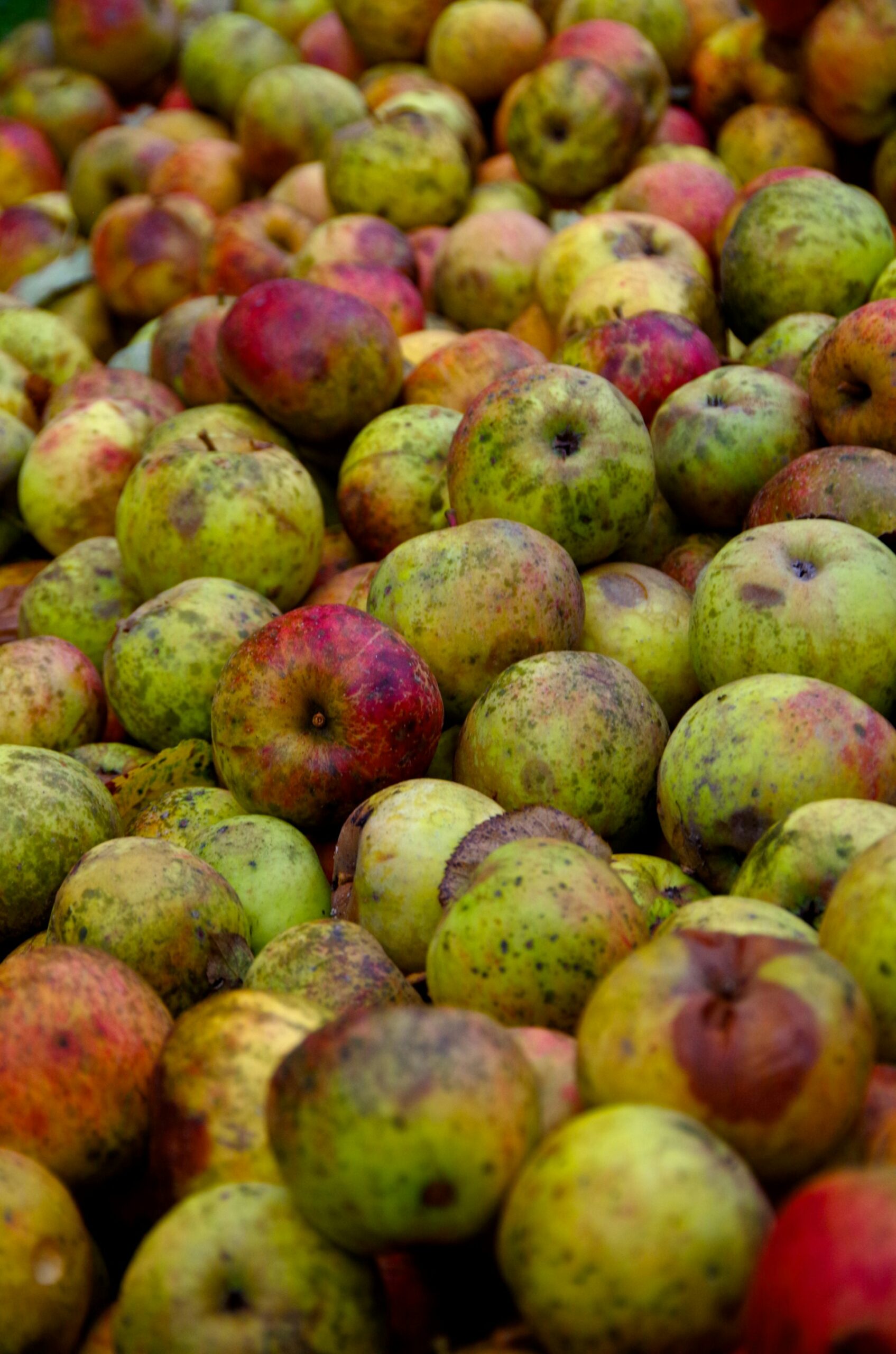 Can Dogs Eat Apples? - Smart Dog Learning