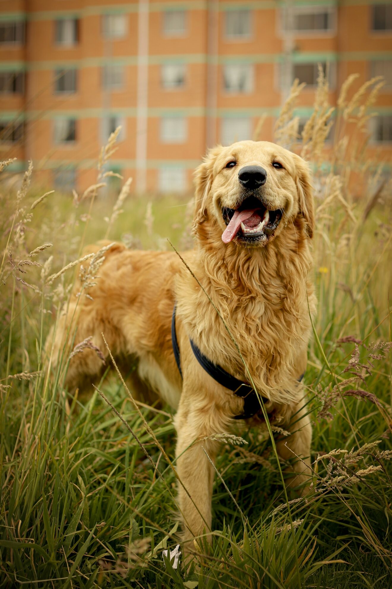 21 Fun Facts About Golden Retrievers That’ll Make You Love Them Even ...