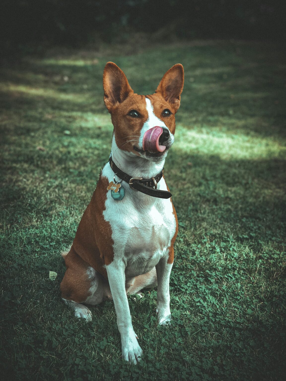10 Dog Breeds That Don’t Bark Too Much - Smart Dog Learning
