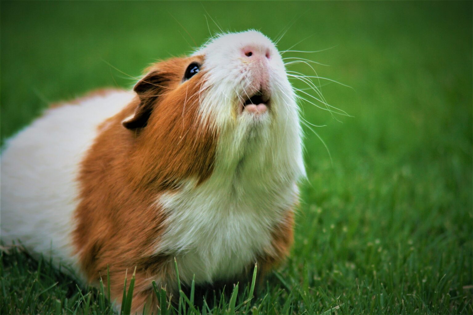Hamsters vs. Guinea Pigs: Which Pet Is Right for You? - Smart Dog Learning