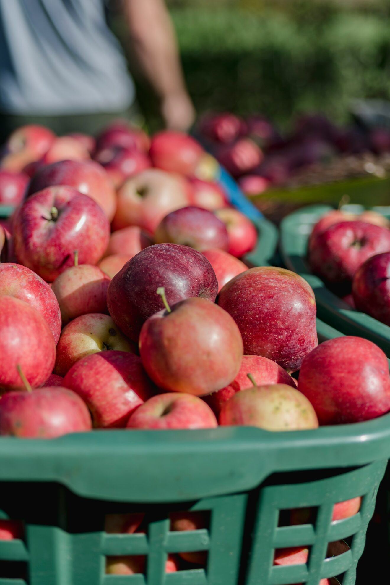 Can Dogs Eat Apples? - Smart Dog Learning