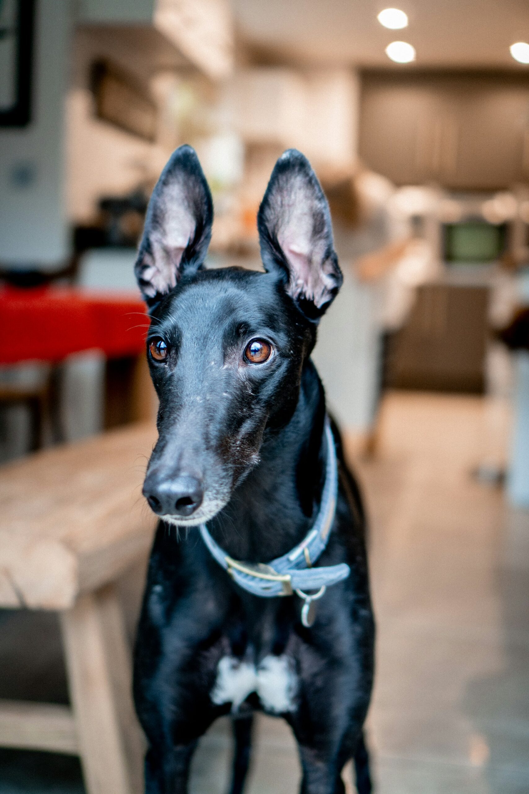 7 Essential Tips for Cleaning Your Dog’s Ears - Smart Dog Learning