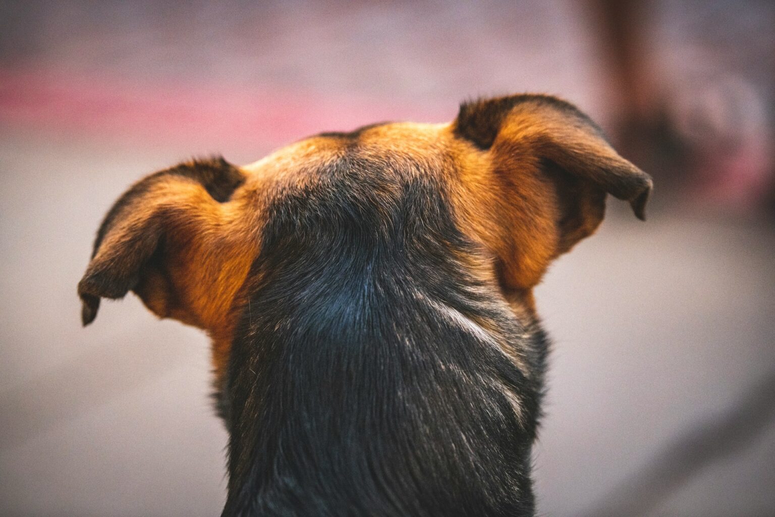 7 Essential Tips for Cleaning Your Dog’s Ears - Smart Dog Learning