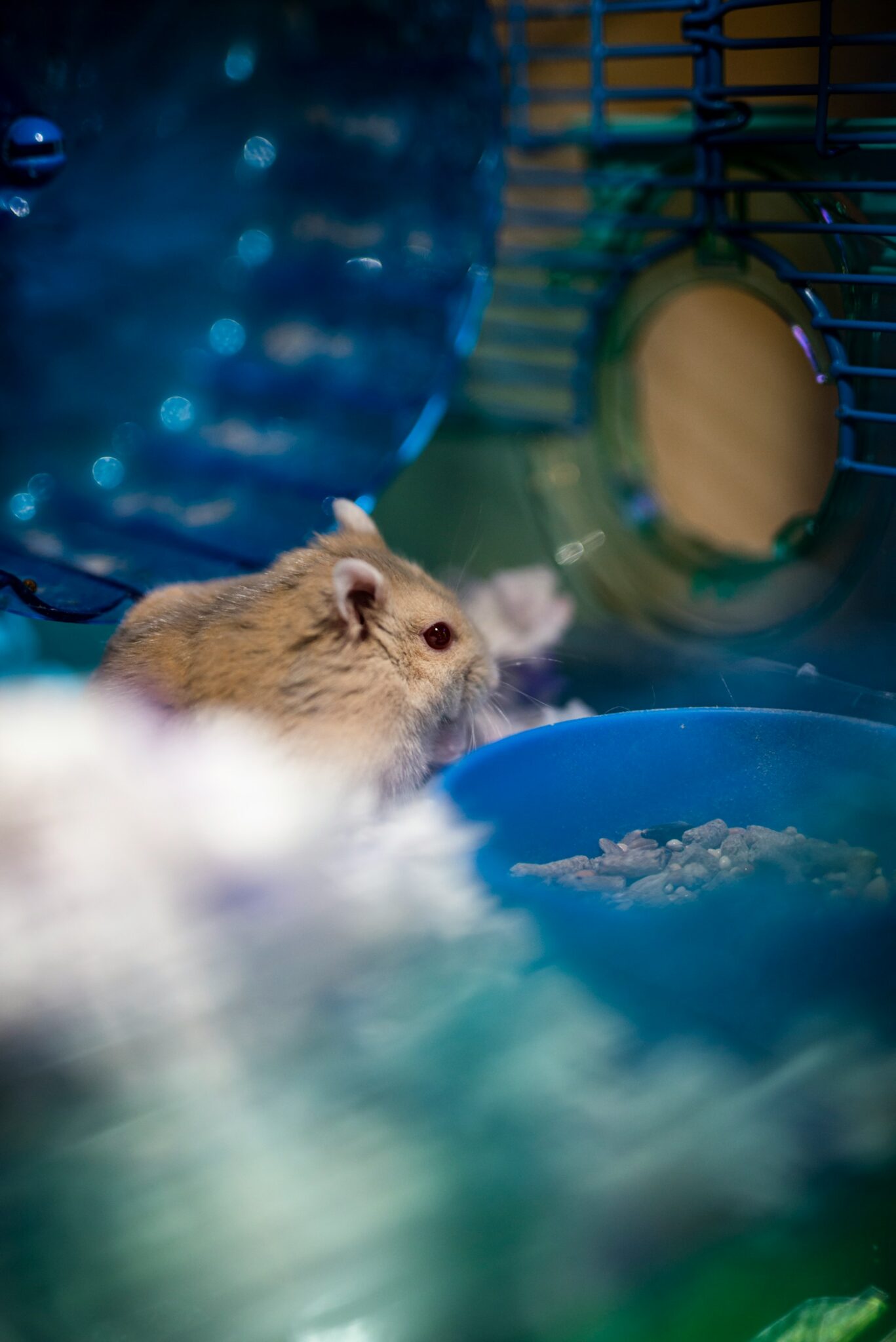 Hamsters vs. Guinea Pigs: Which Pet Is Right for You? - Smart Dog Learning