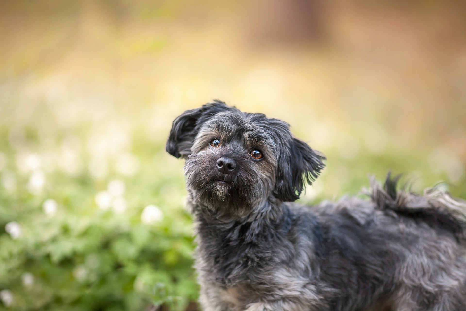6 Training Tips for Havanese Dog Owners - Smart Dog Learning