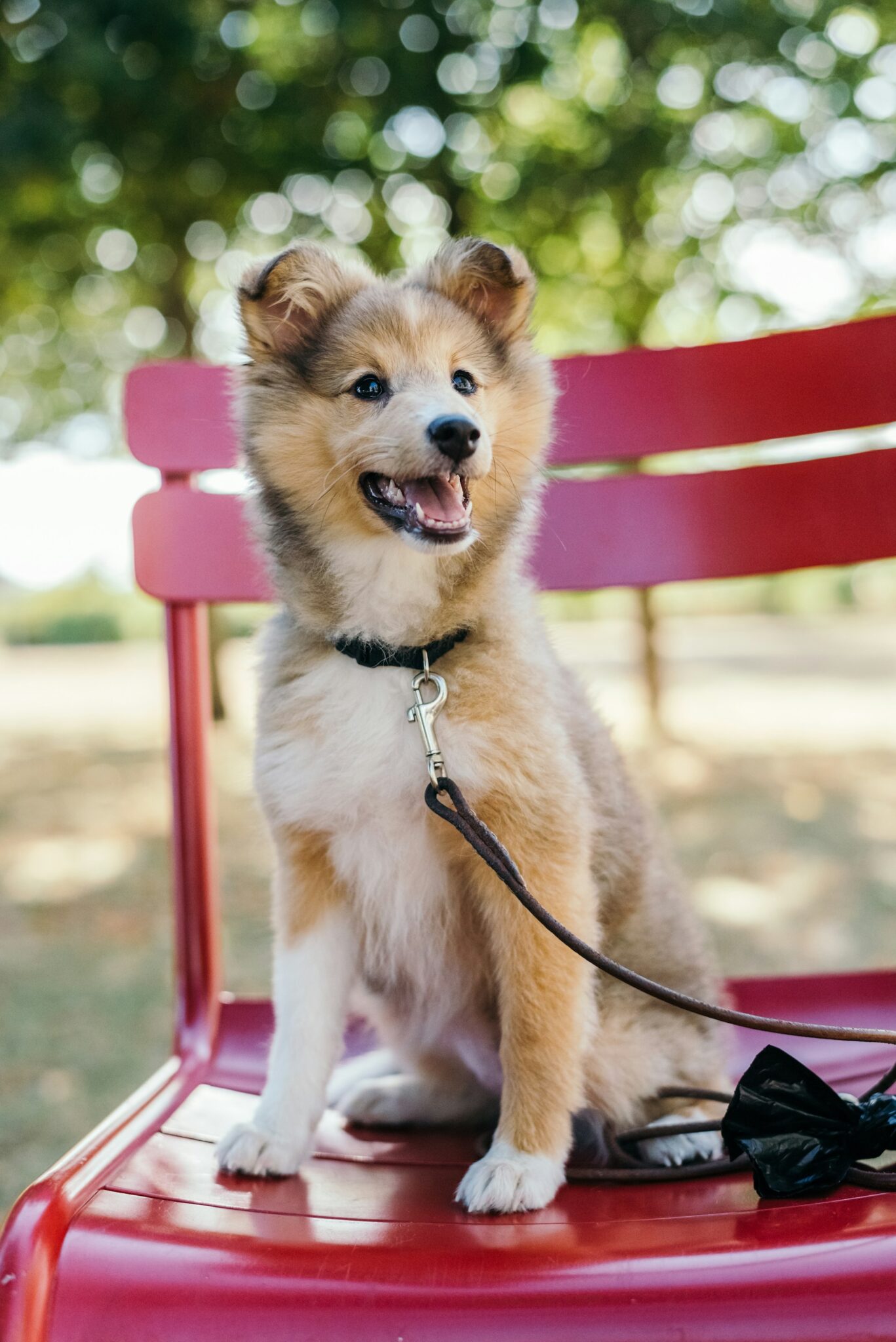7 Dog Recall Training Tips to Turn ‘Come Here’ Into a Sure Thing ...