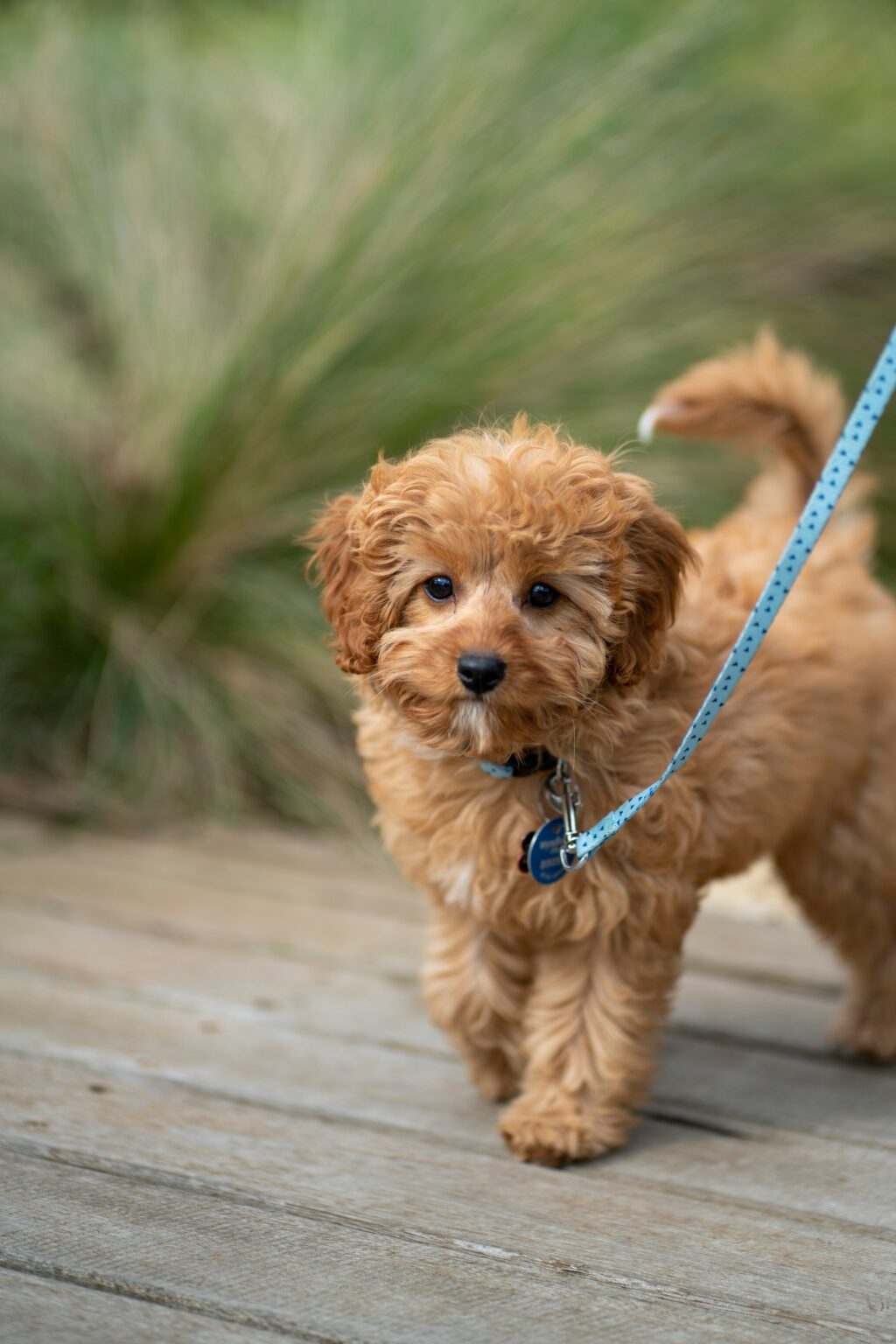 7 Tips to Train Your Puppy Not to Pull on a Leash - Smart Dog Learning