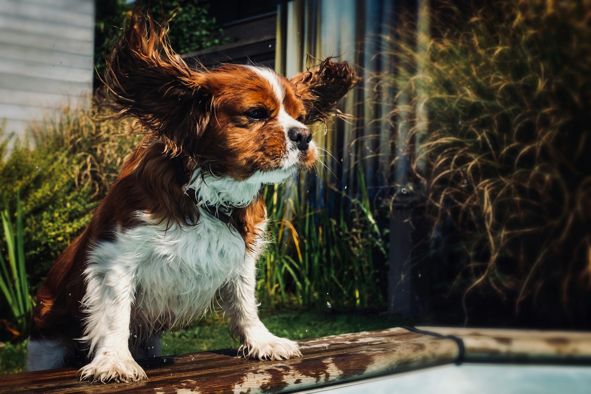 7 Essential Tips for Cleaning Your Dog’s Ears - Smart Dog Learning
