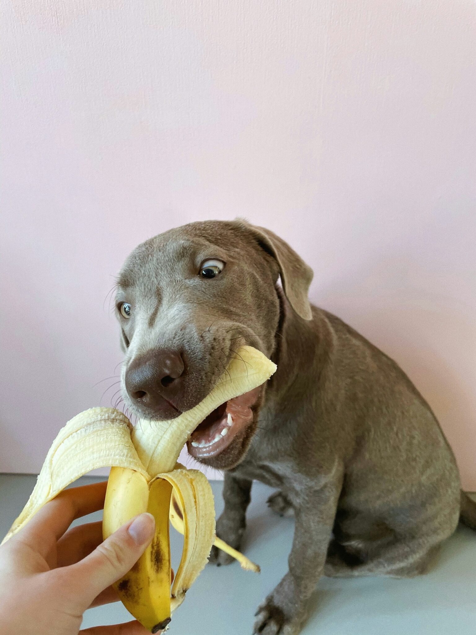 Here's Why Your Dog Should Eat Bananas!