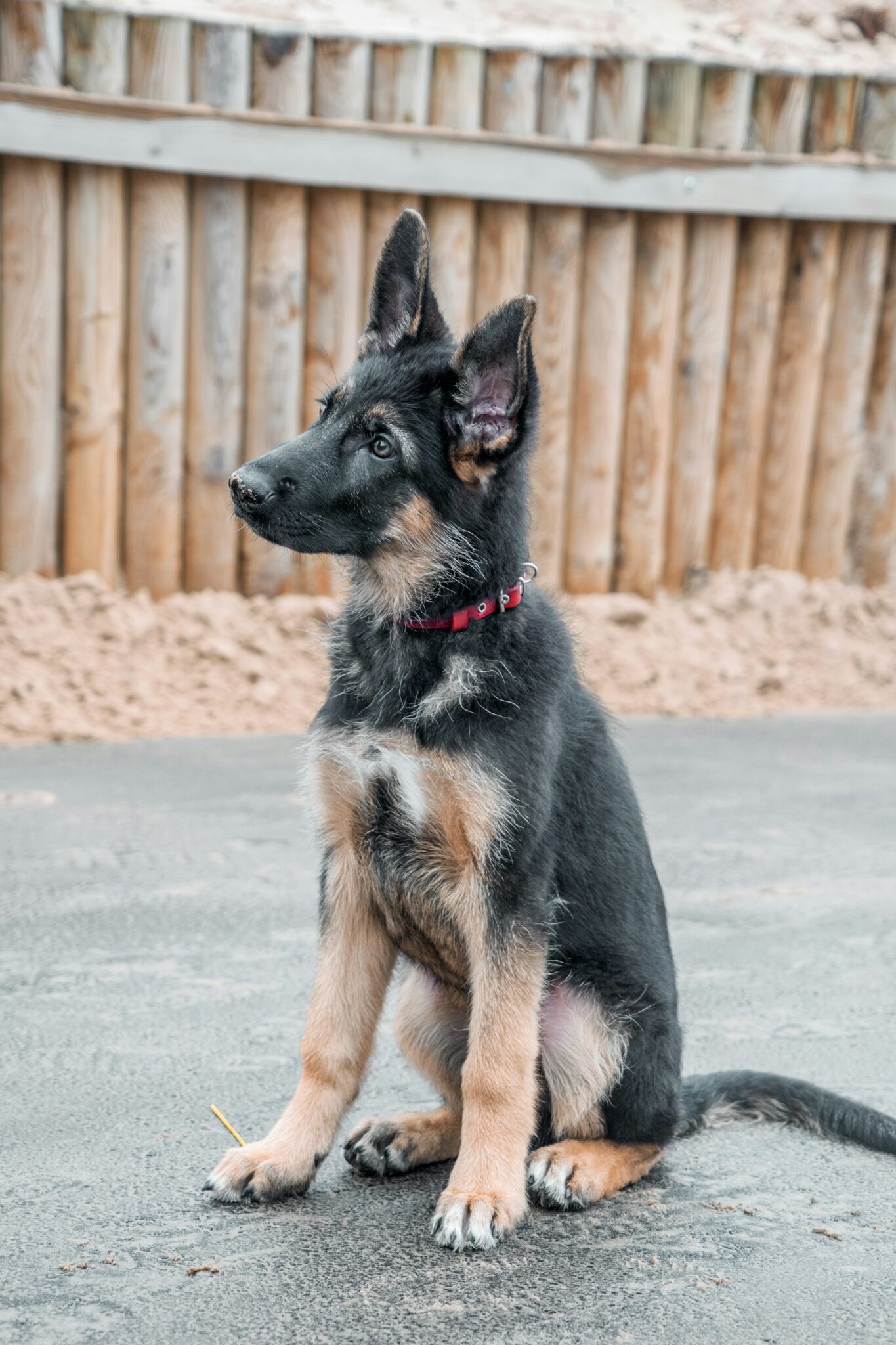 The 10 Best Guard Dogs for Families: Fierce, Loyal, and Totally Lovable