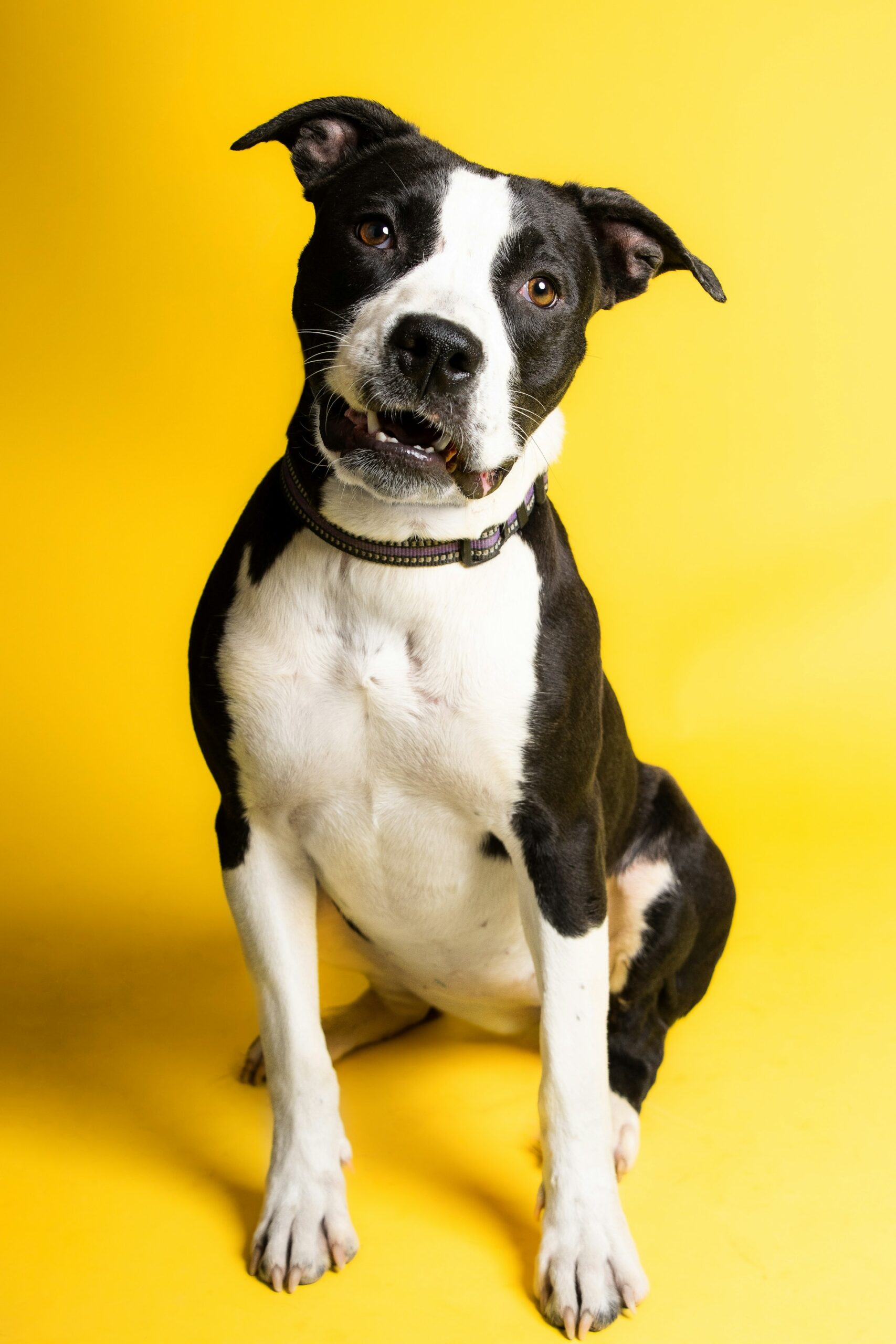 12 Questions To Ask Before You Adopt A Dog