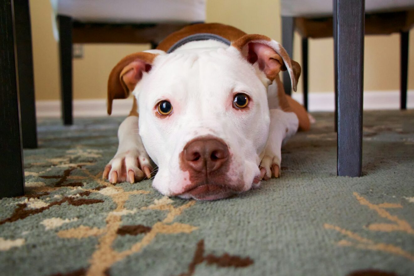 DIY Dog Vomit Cleaner: Tackle the Mess Like a Pro - Smart Dog Learning