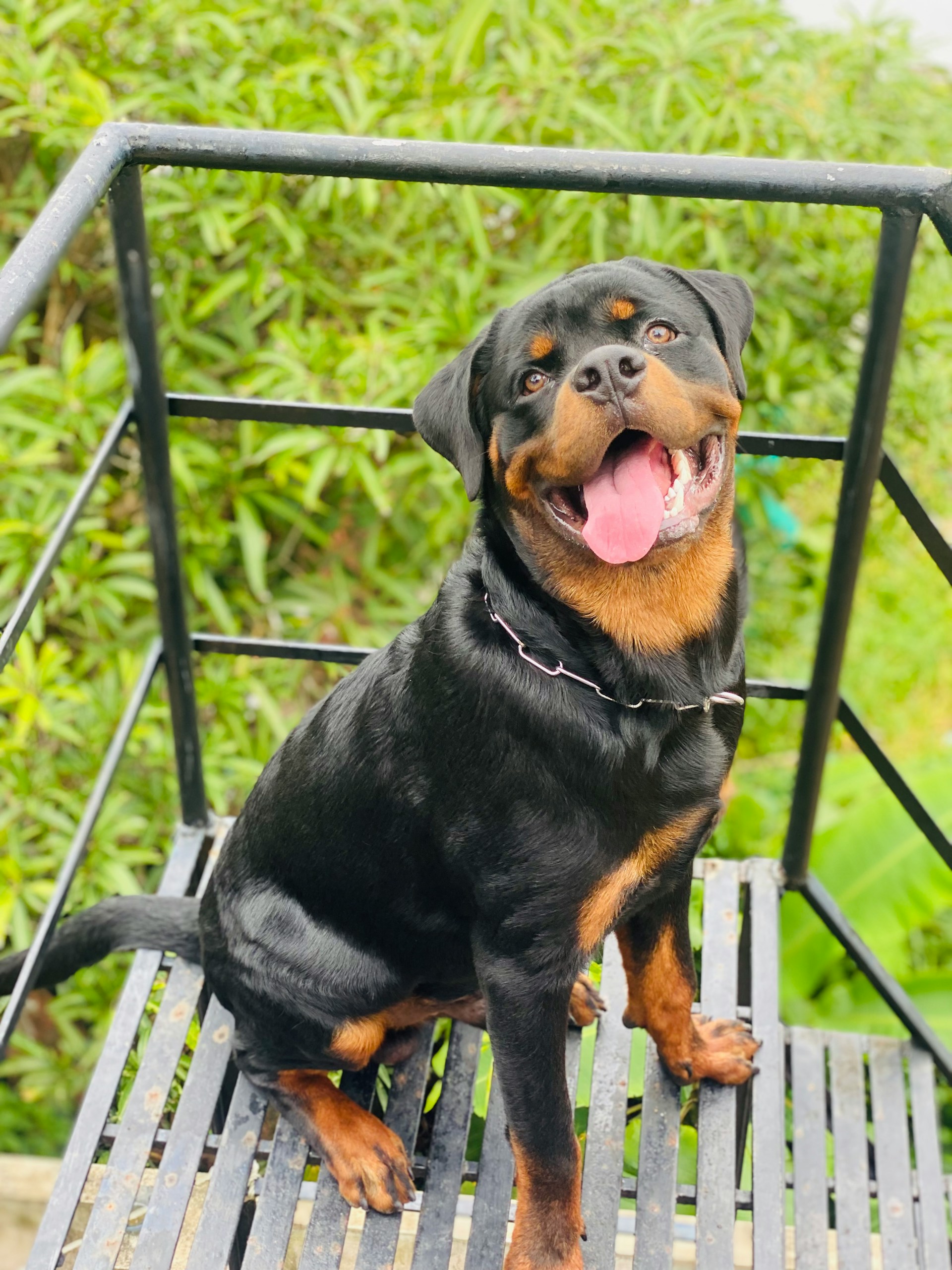 The 10 Best Guard Dogs for Families: Fierce, Loyal, and Totally Lovable