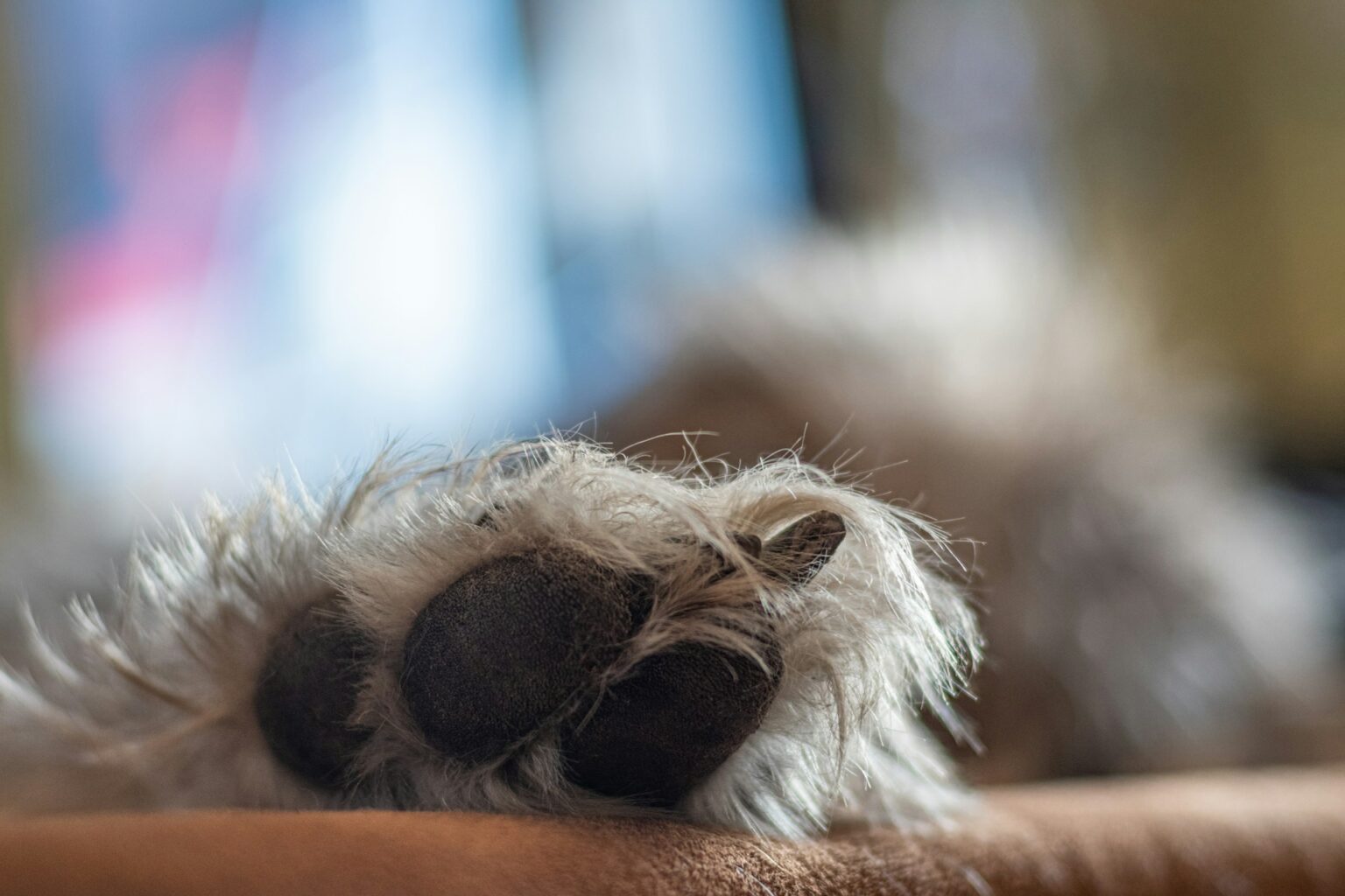 DIY Dog Paw Balm for Itchy and Cracked Paws - VERY Simple To Make ...
