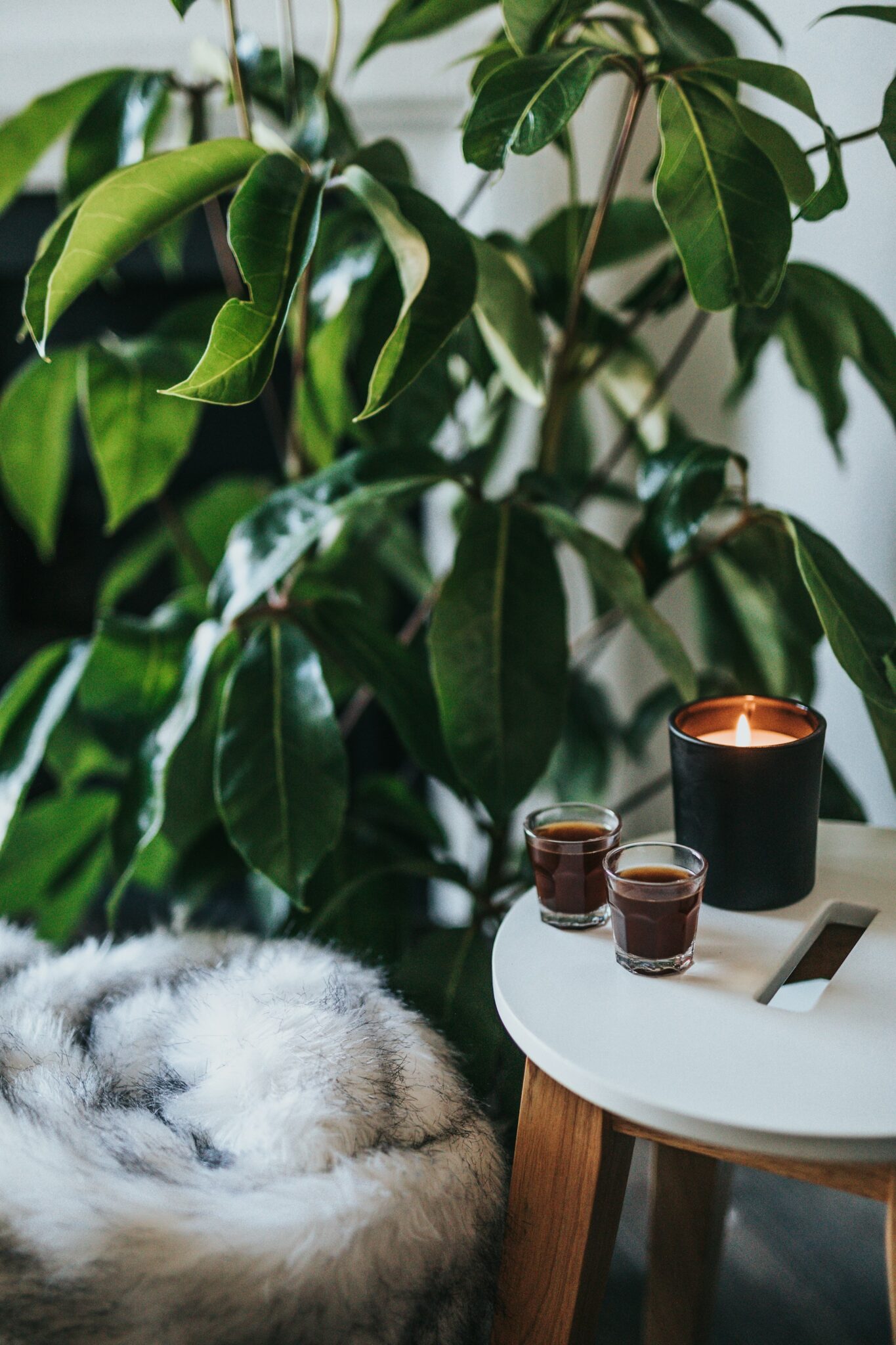 7 Best Dog-Friendly Plants to Brighten Up Your Home Without Risking Puke