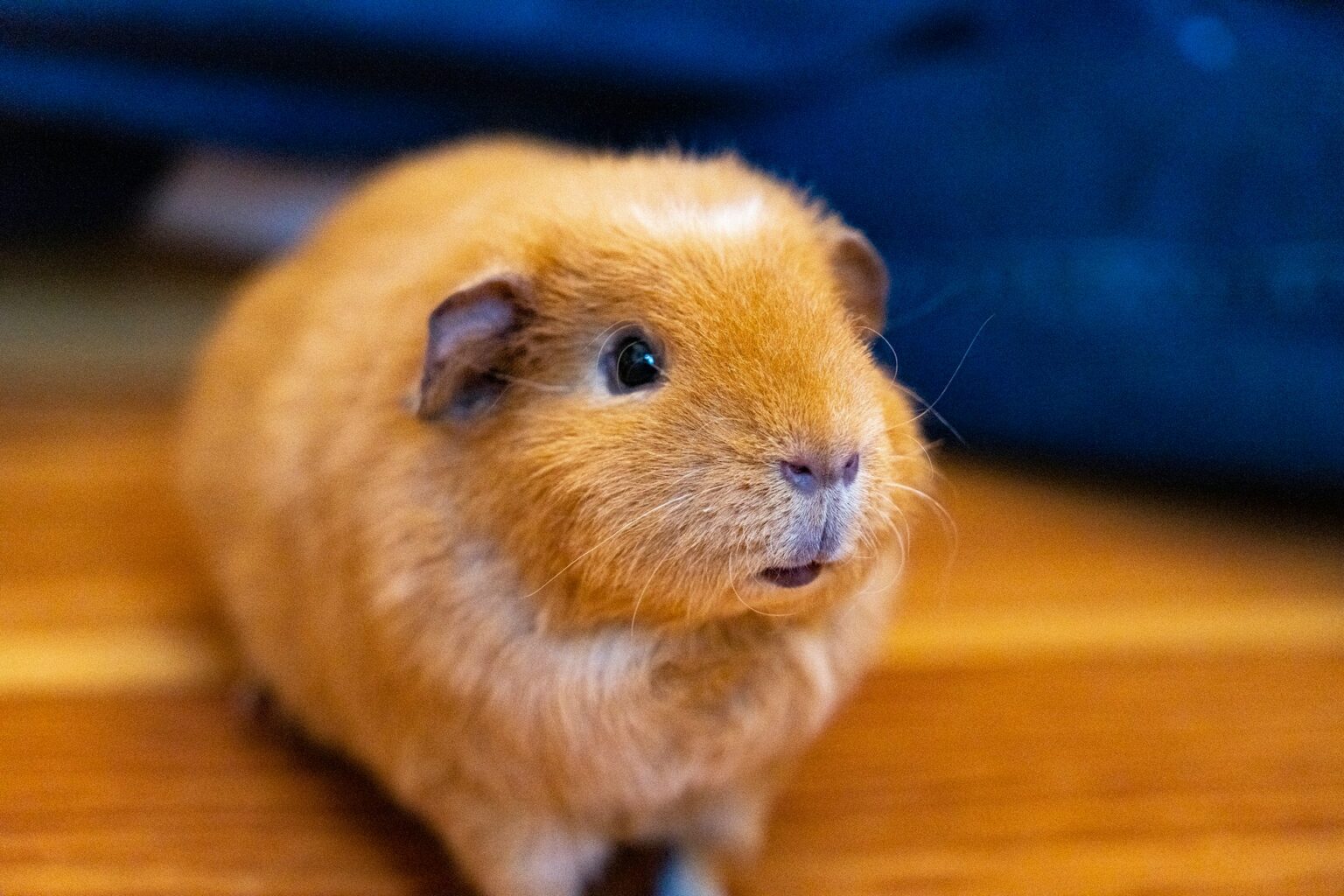 Hamsters vs. Guinea Pigs: Which Pet Is Right for You? - Smart Dog Learning