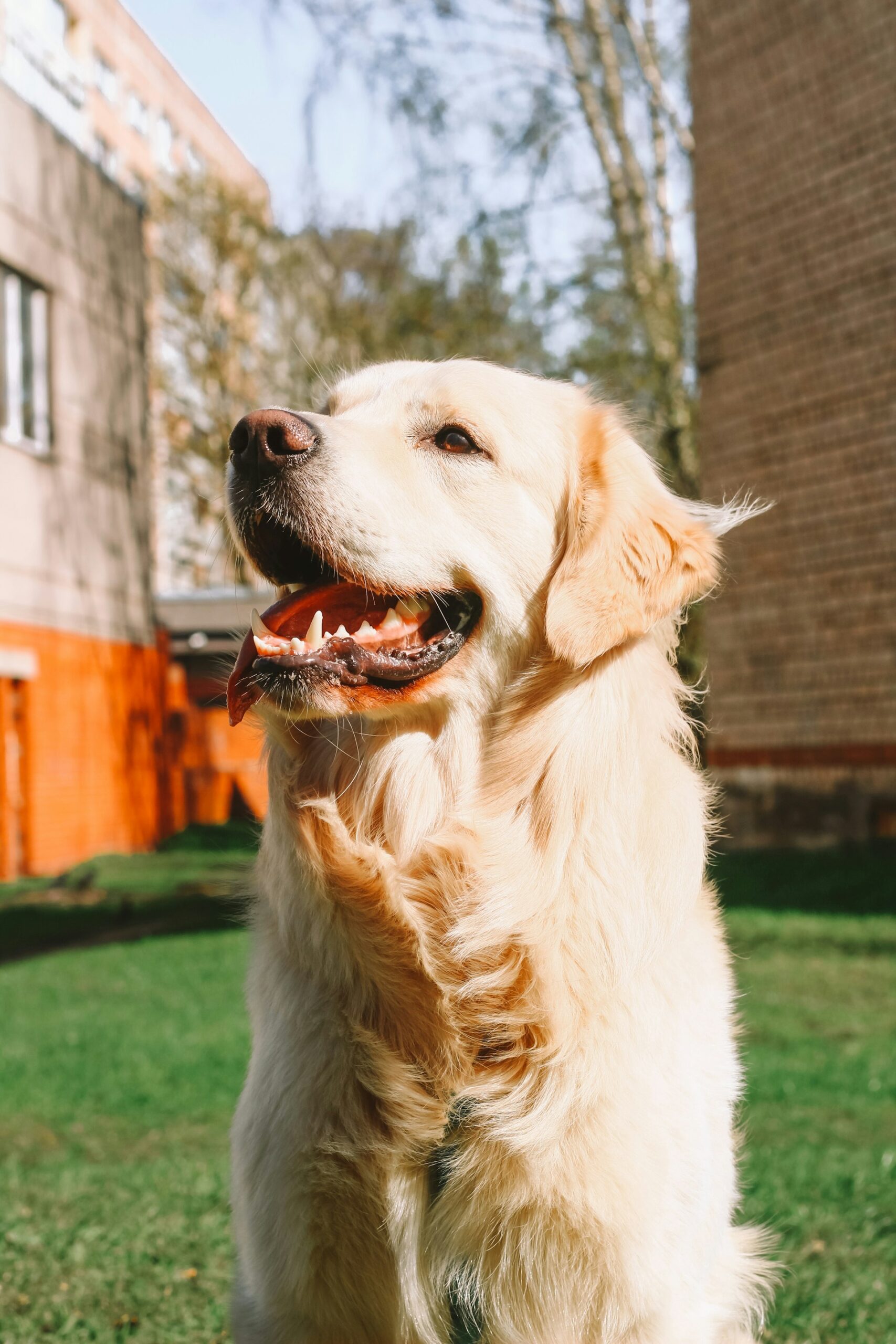 21 Fun Facts About Golden Retrievers That’ll Make You Love Them Even ...